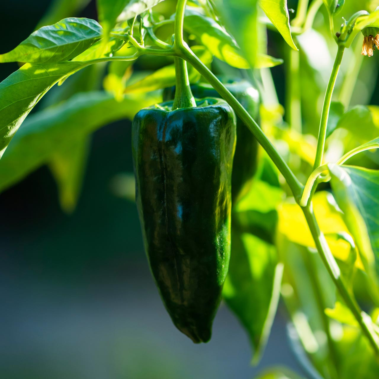 Top 5 Mild Peppers for Beginners: Flavor Without the Heat